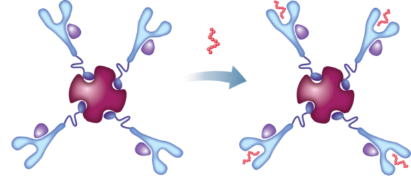 Tetramer Store I Empty Loadable Tetramer I Flexible, Bright, Fast delivery